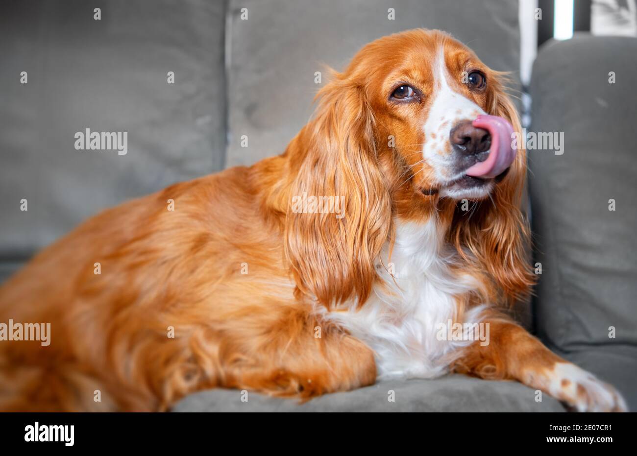 Cocker spaniels house hi-res stock photography and images - Alamy