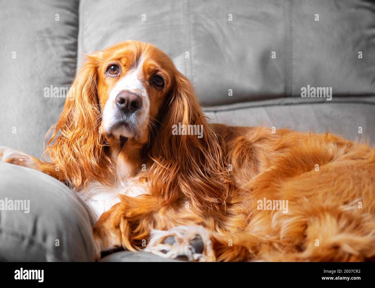 Cocker spaniel hi-res stock photography and images - Alamy