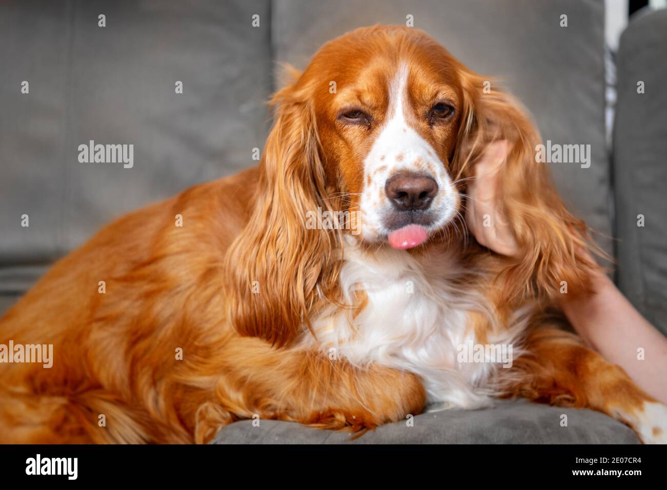 Cocker spaniels house hi-res stock photography and images - Alamy
