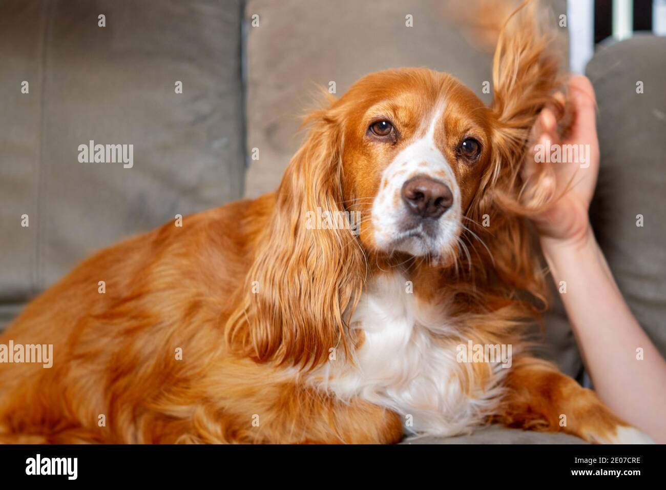 Adorable cocker spaniel dog pet Stock Photo - Alamy