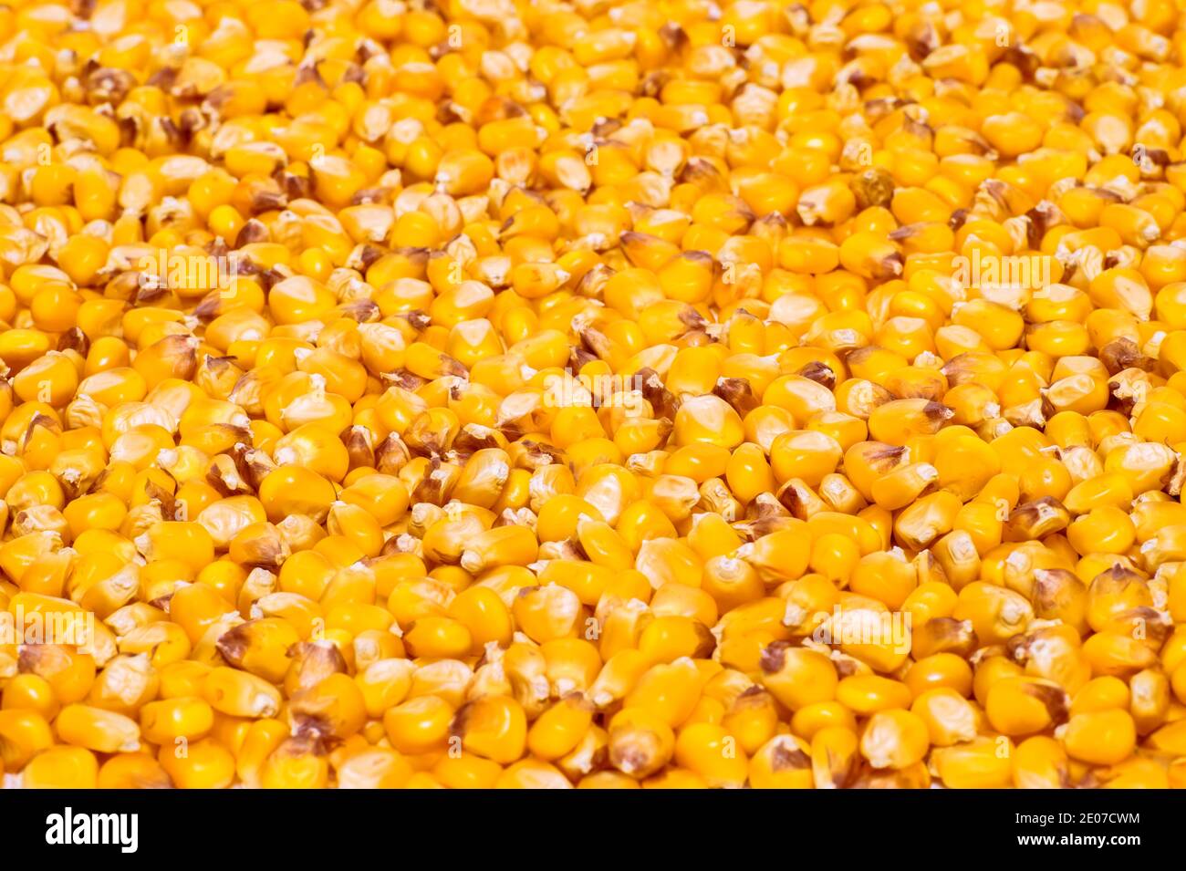 Textured background of yellow corn kernels. The concept of the design ...
