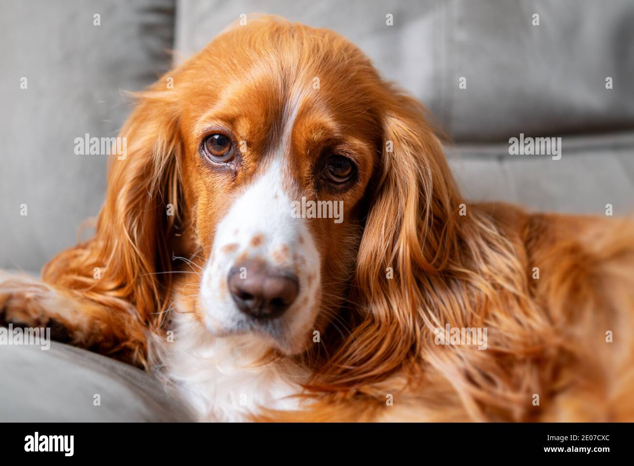 Cocker spaniel hi-res stock photography and images - Alamy