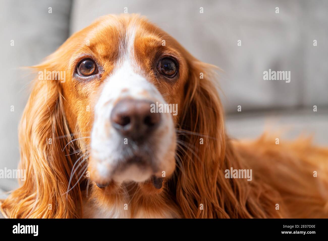 Cocker spaniel ear hi-res stock photography and images - Alamy