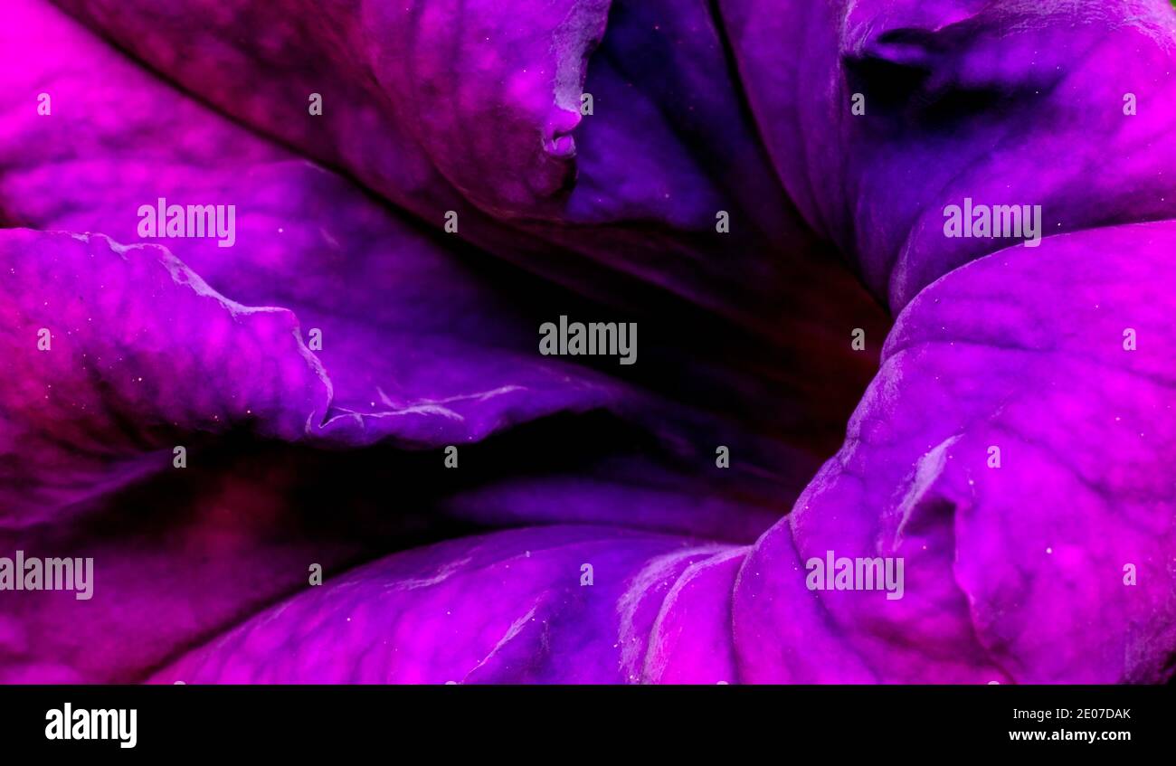 Abstract violet flower hi-res stock photography and images - Alamy