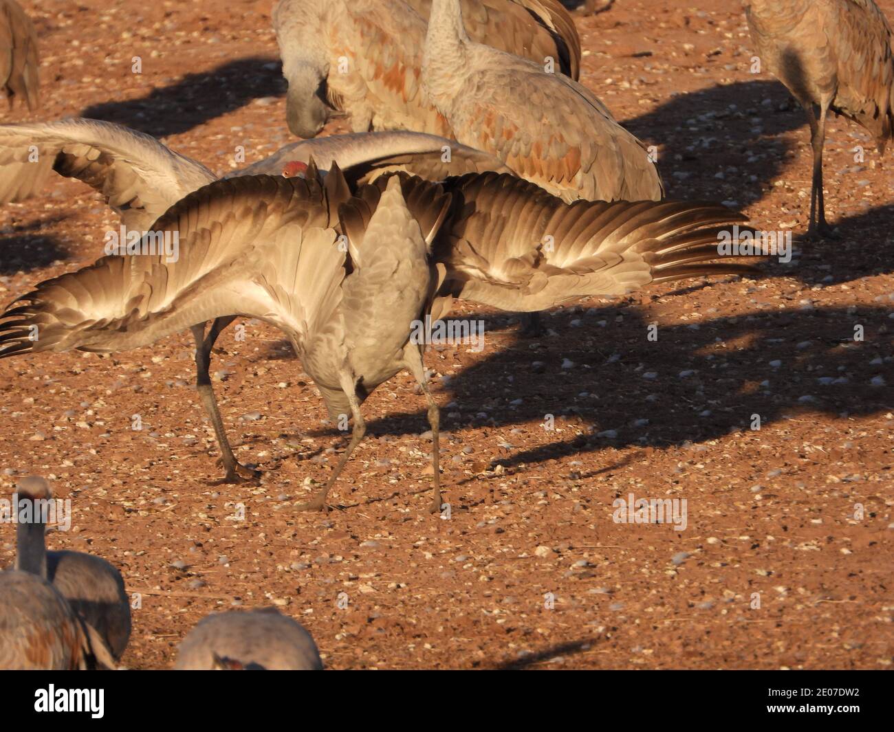 Sandhill Cranes at Whitewater Draw - P1000 Stock Photo - Alamy