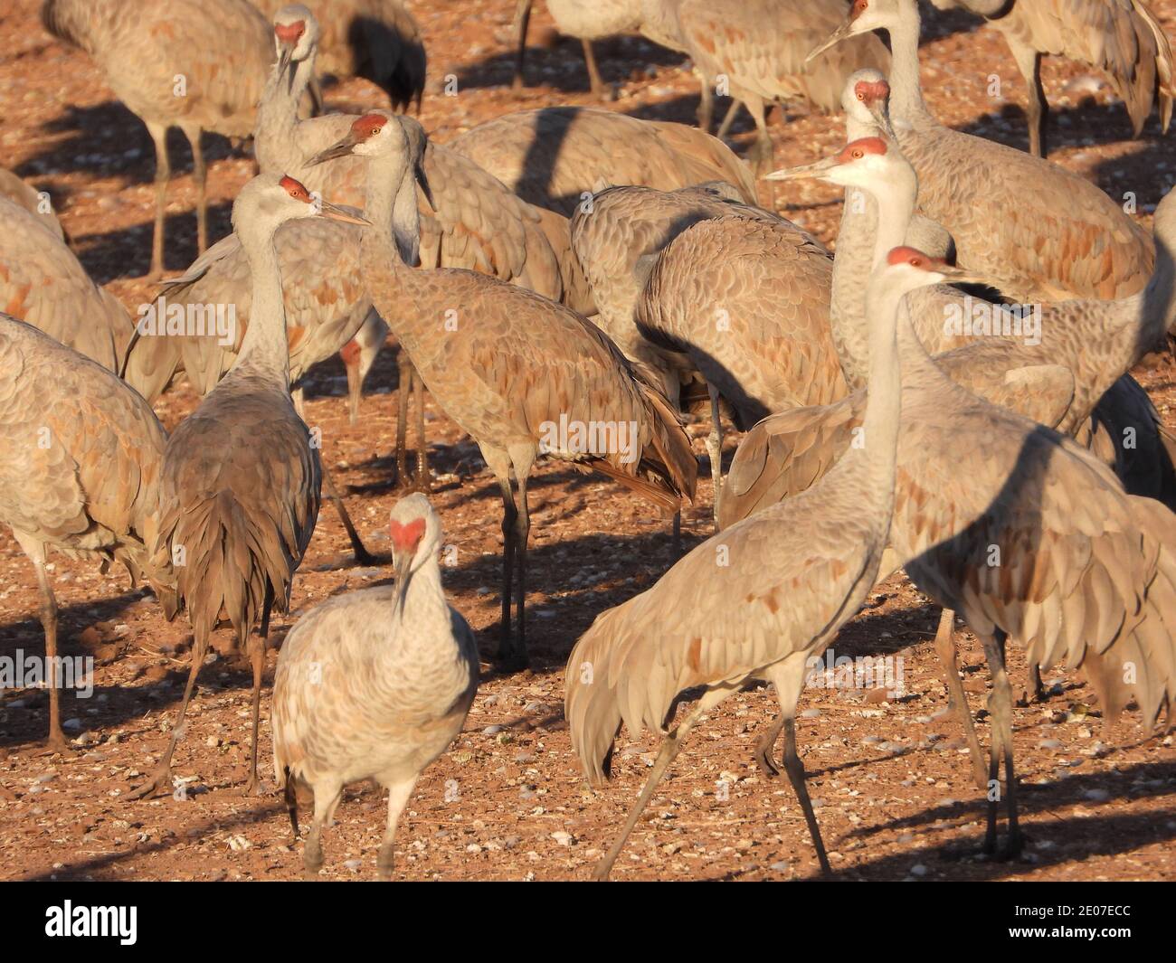 Sandhill Cranes at Whitewater Draw - P1000 Stock Photo - Alamy