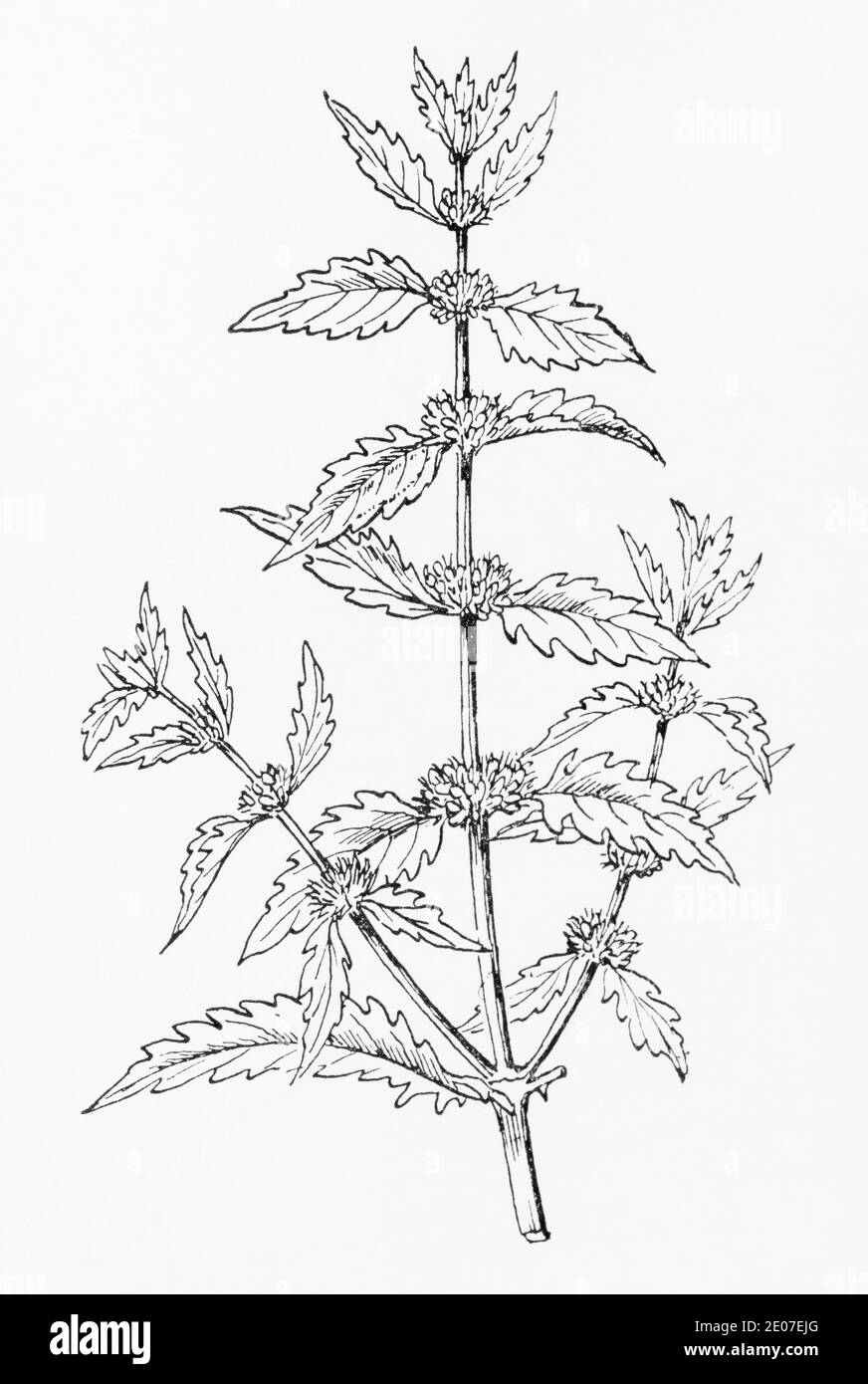 Old botanical illustration engraving of Gypsywort / Lycopus europaeus ...