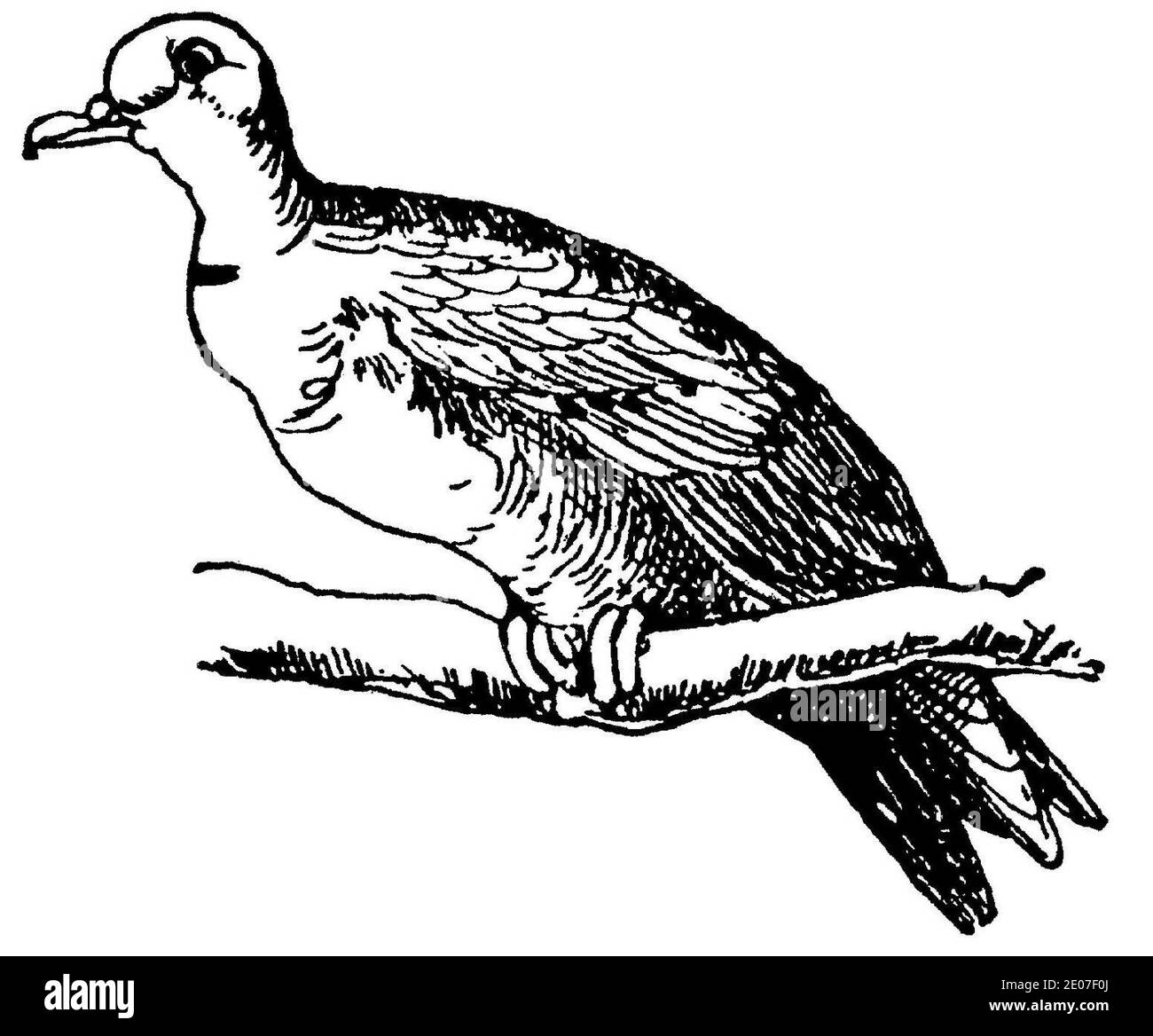 Dove architecture Cut Out Stock Images & Pictures - Alamy