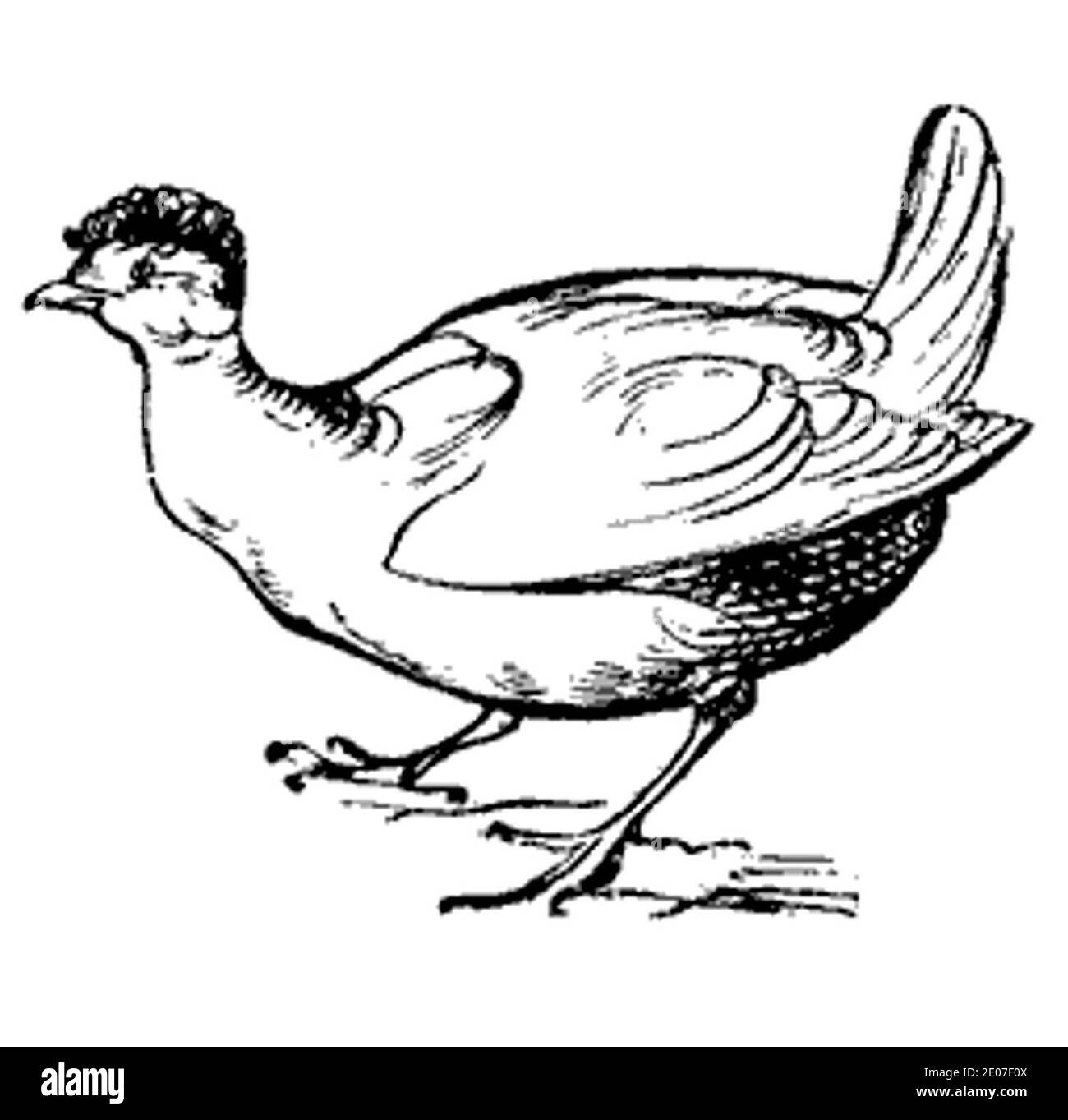 Hen tree Black and White Stock Photos & Images - Alamy