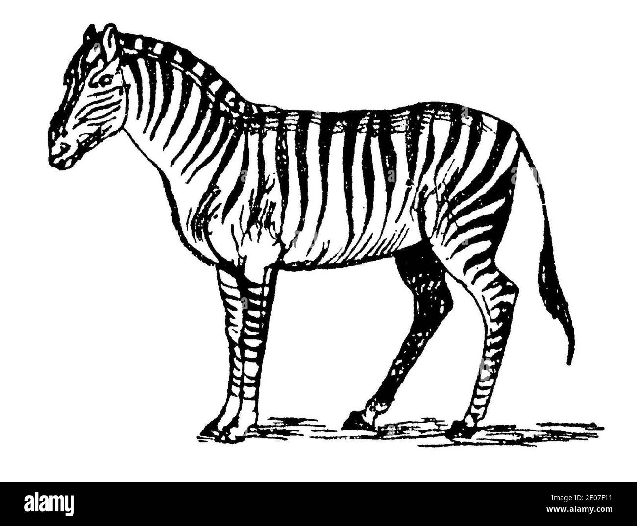 Vintage zebra archival hi-res stock photography and images - Alamy