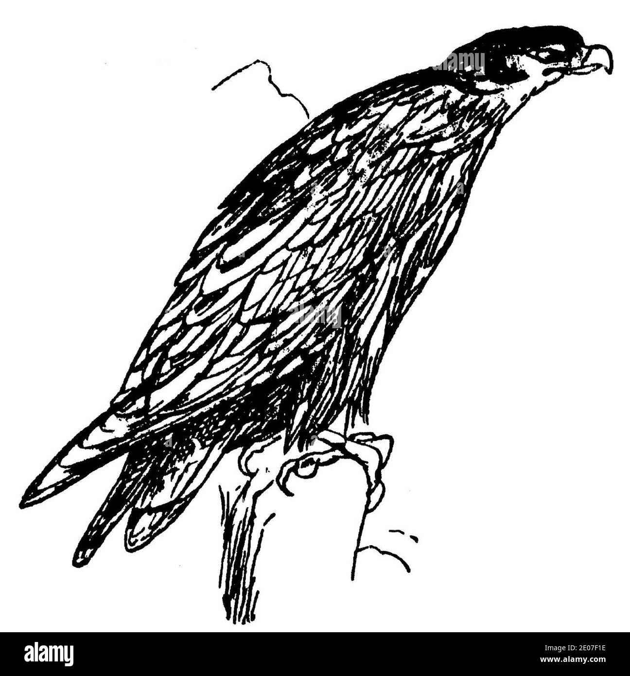 Eagle architecture Cut Out Stock Images & Pictures - Alamy