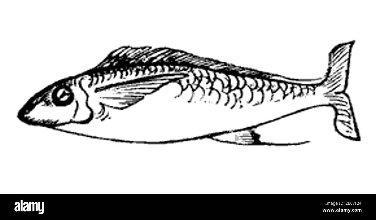 Lear 2 - Fish Stock Photo - Alamy