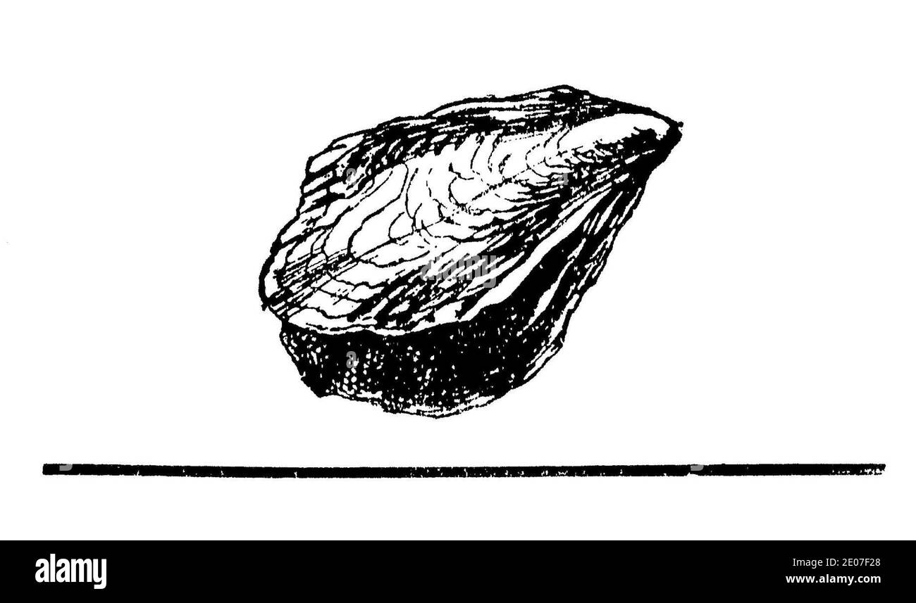 Oyster tree Black and White Stock Photos & Images - Alamy