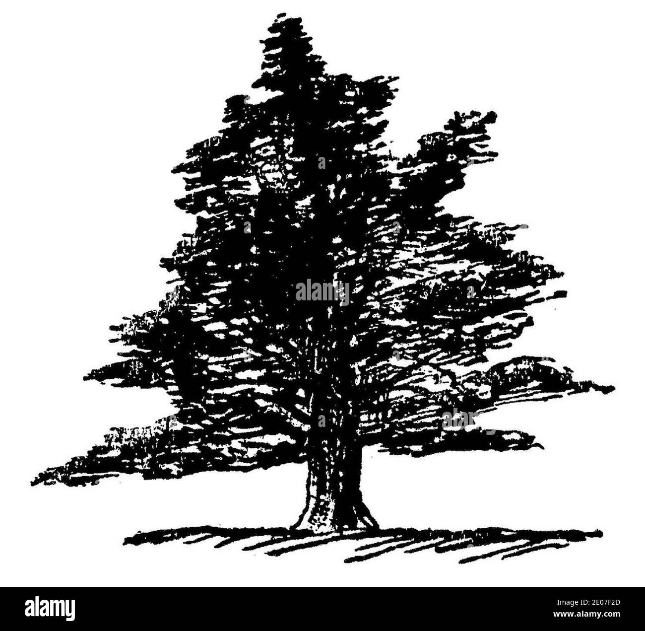 Small yew tree Black and White Stock Photos & Images - Alamy