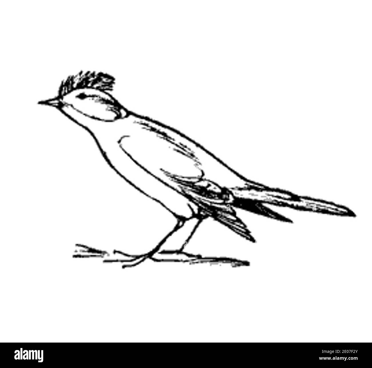 Lark tree Black and White Stock Photos & Images - Alamy