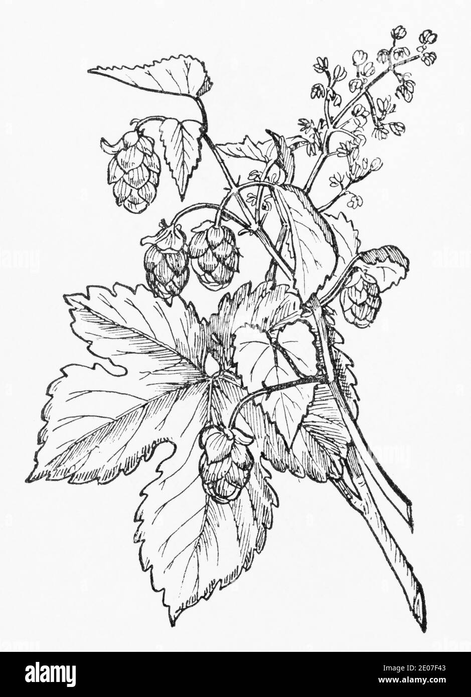 Hops Botanical Illustration