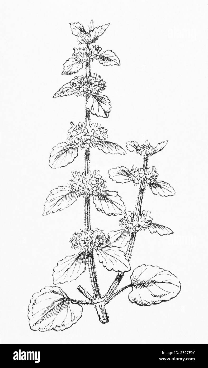 Horehound white common marrubium Black and White Stock Photos & Images ...