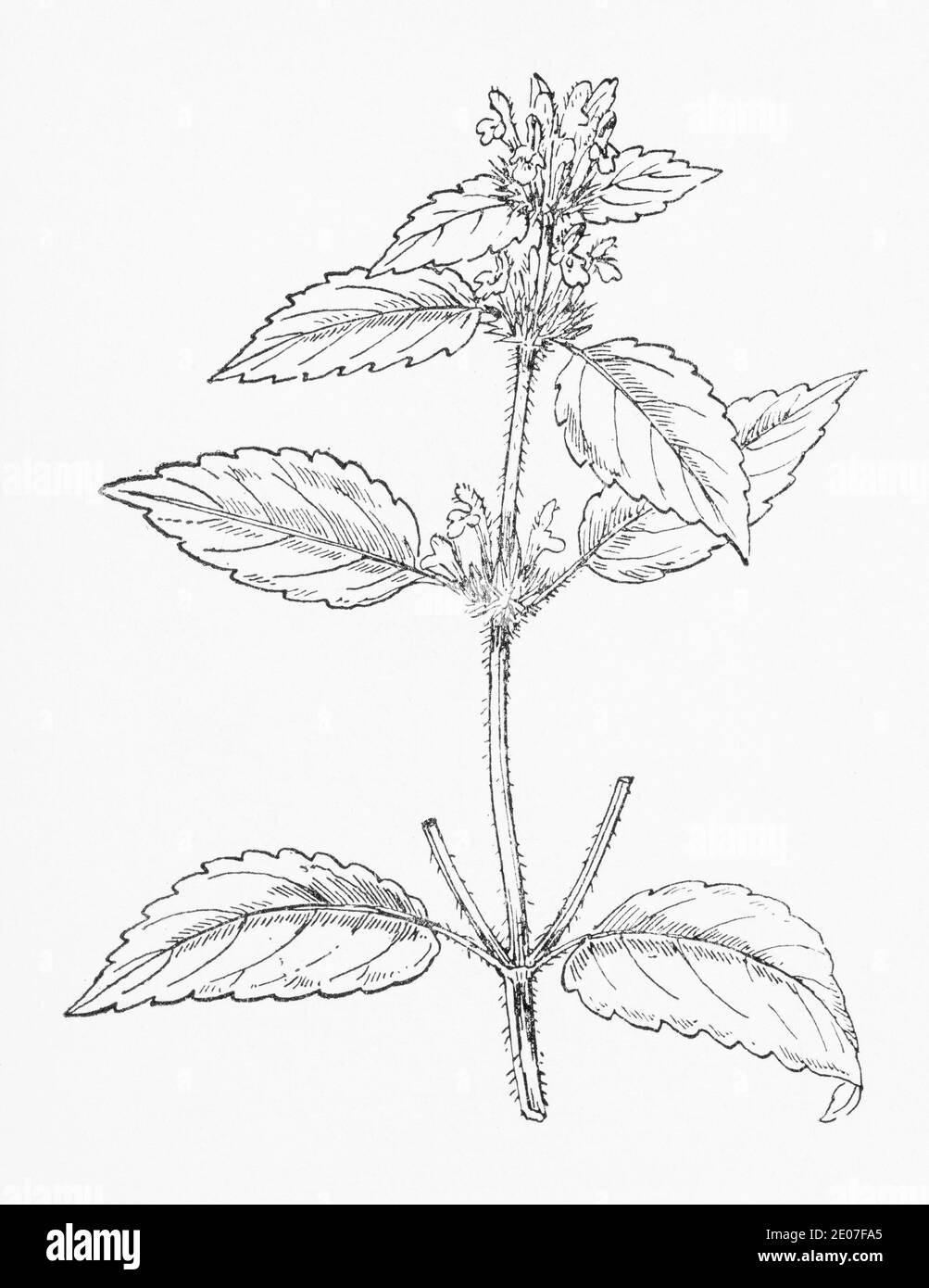 Nettle botanical illustration hi-res stock photography and images - Alamy