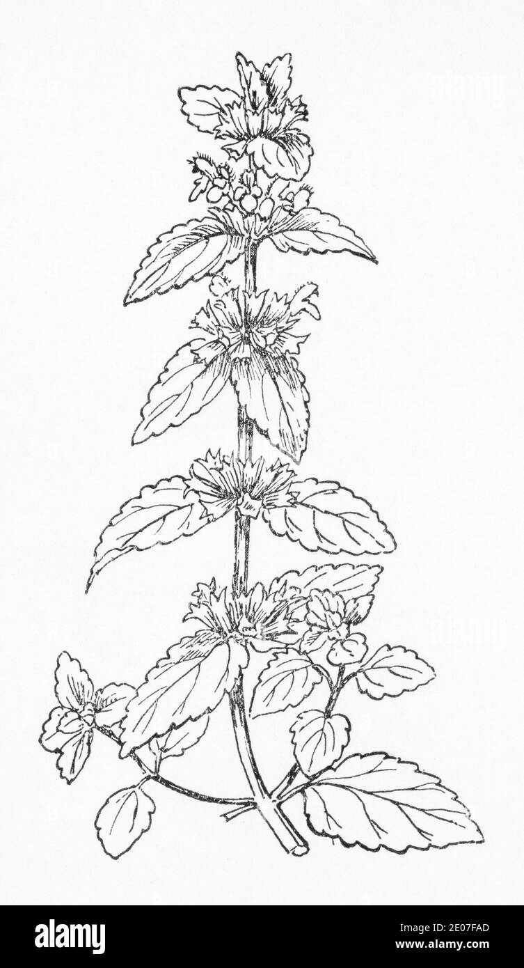 Old botanical illustration engraving of Black Horehound / Ballota nigra ...