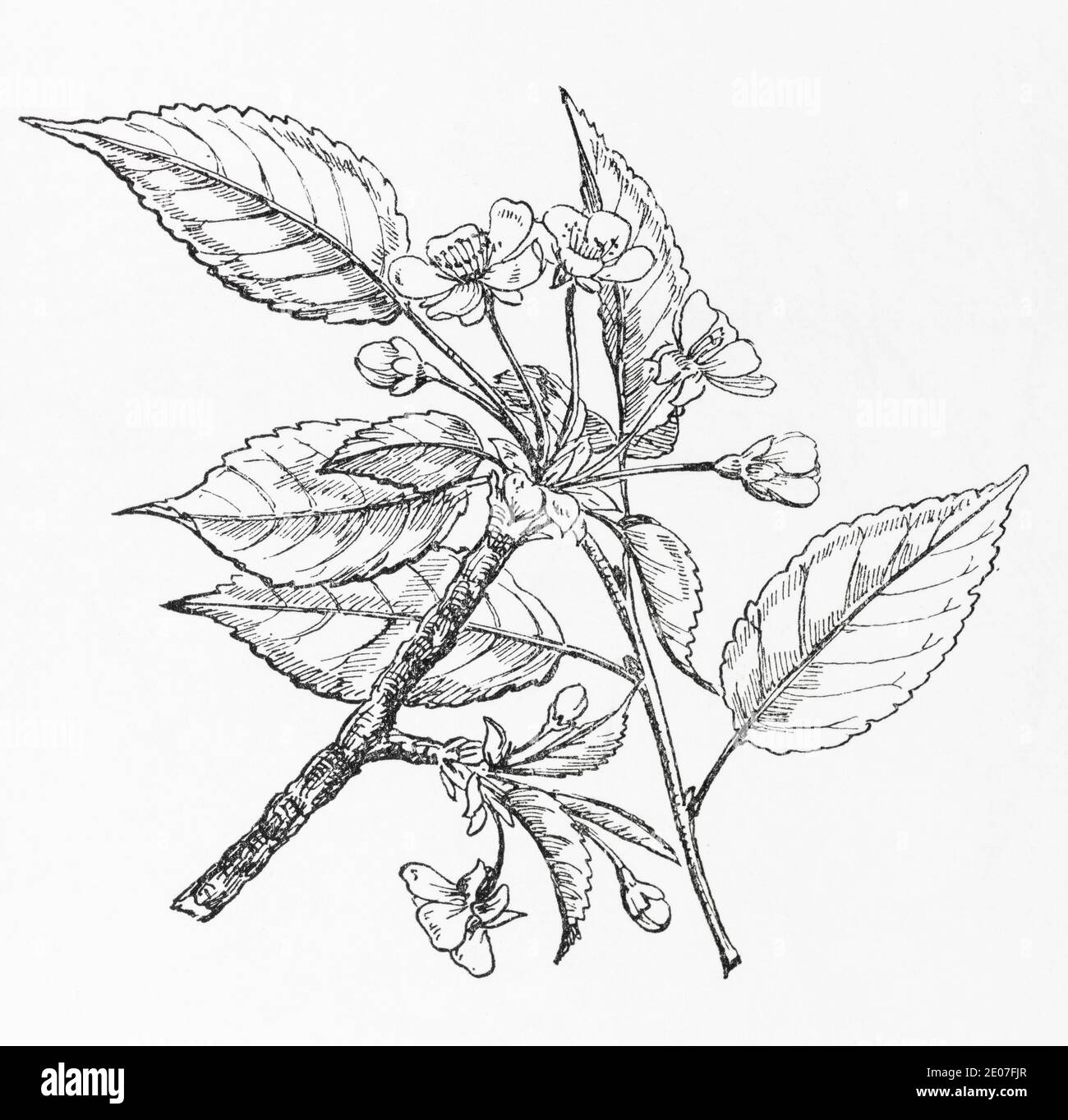Old botanical illustration engraving of Dwarf Cherry / Prunus cerasus ...