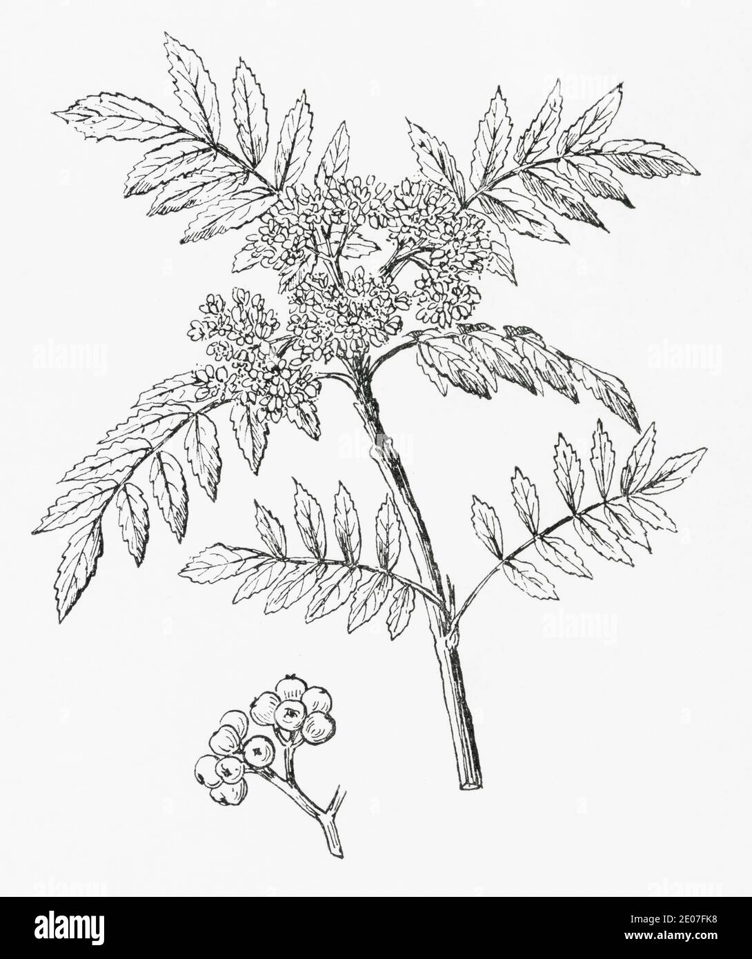 Sorbus uk Cut Out Stock Images & Pictures - Alamy