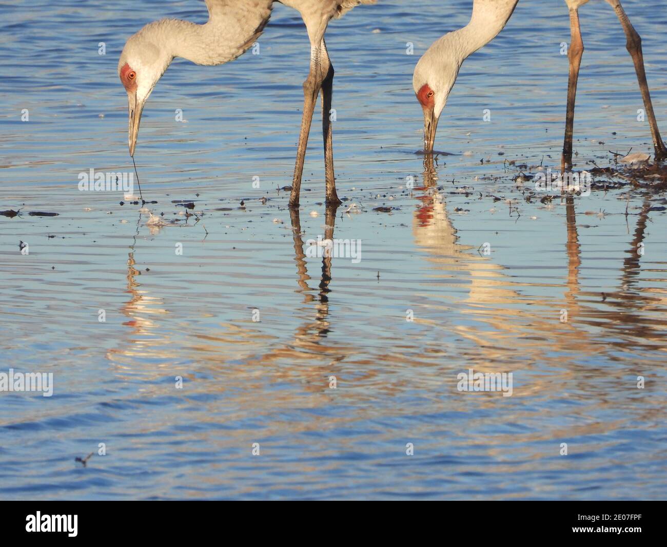 Sandhill Cranes at Whitewater Draw - P1000 Stock Photo - Alamy