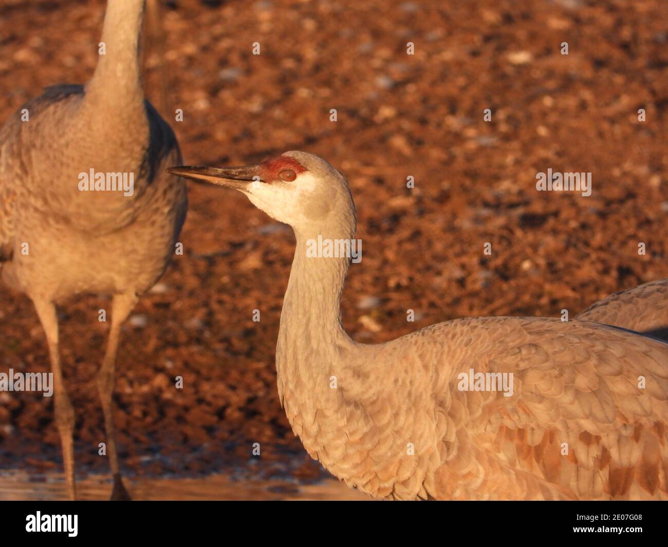 Sandhill Cranes at Whitewater Draw - P1000 Stock Photo - Alamy
