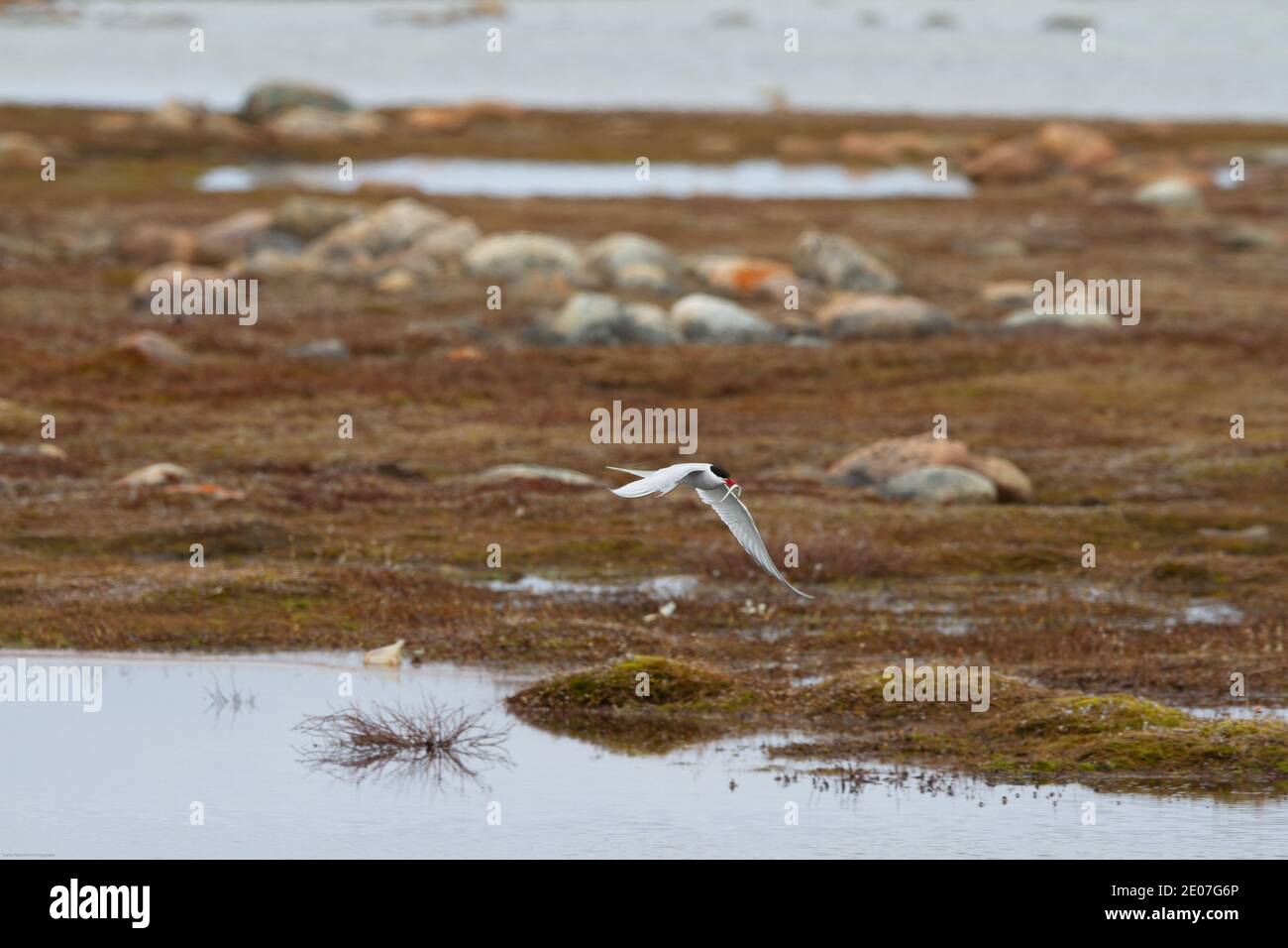 Arctic Tern flying around a small pond, near Arviat, Nunavut Canada ...