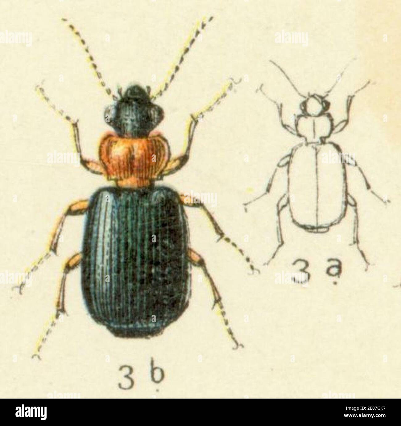 Reitter hi-res stock photography and images - Alamy