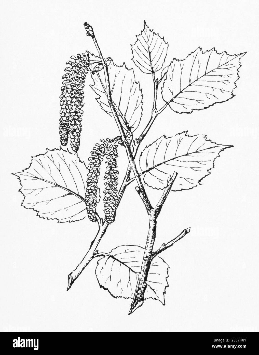 Hazel flowers Black and White Stock Photos & Images - Alamy