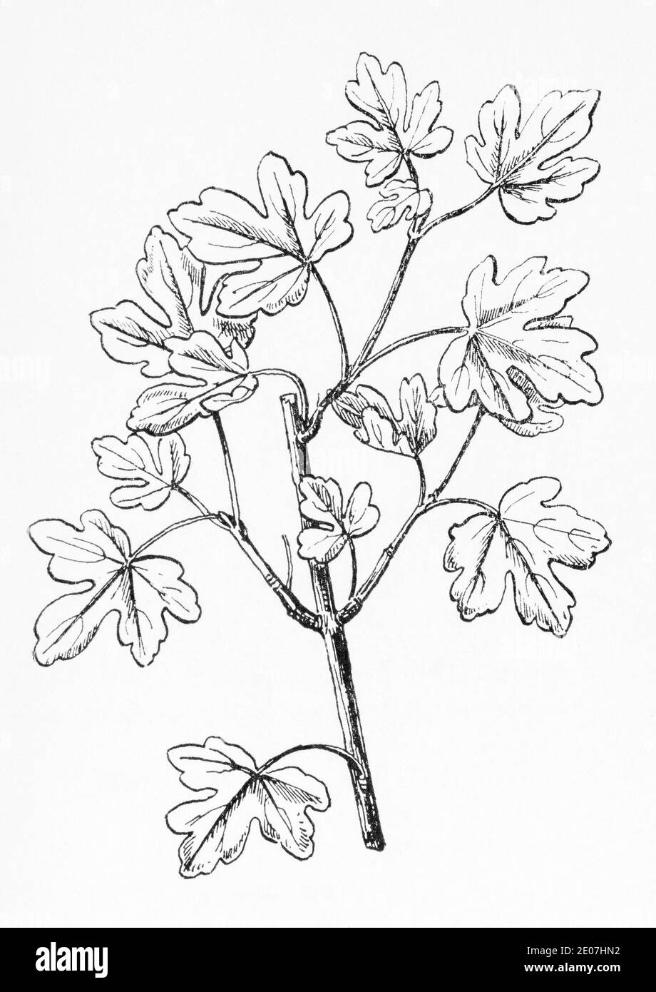 Old botanical illustration engraving of Field Maple / Acer campestre ...