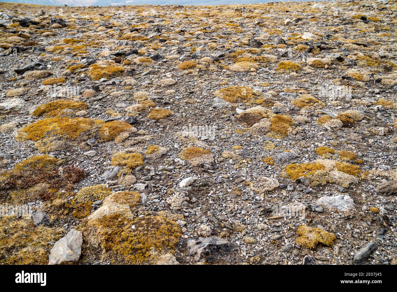 The rocky tundra along Alpine Ridge Trail in Rocky Mountain National ...