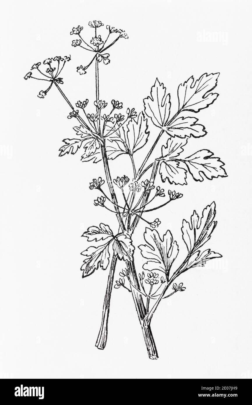 Celery botanical illustration Cut Out Stock Images & Pictures - Alamy