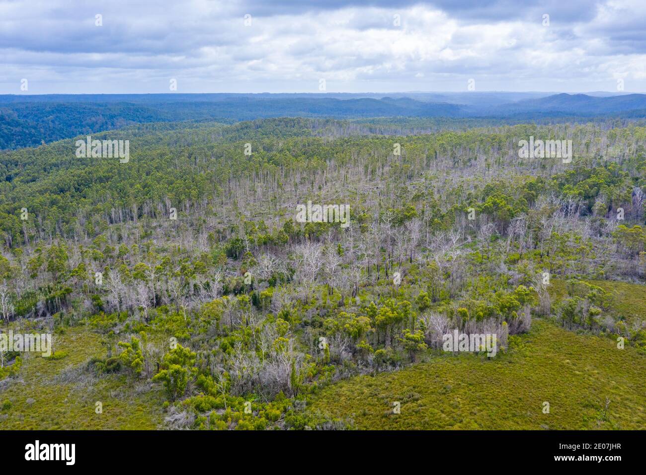 Aerial view of Tarkine forest in tasmania, Australia Stock Photo - Alamy