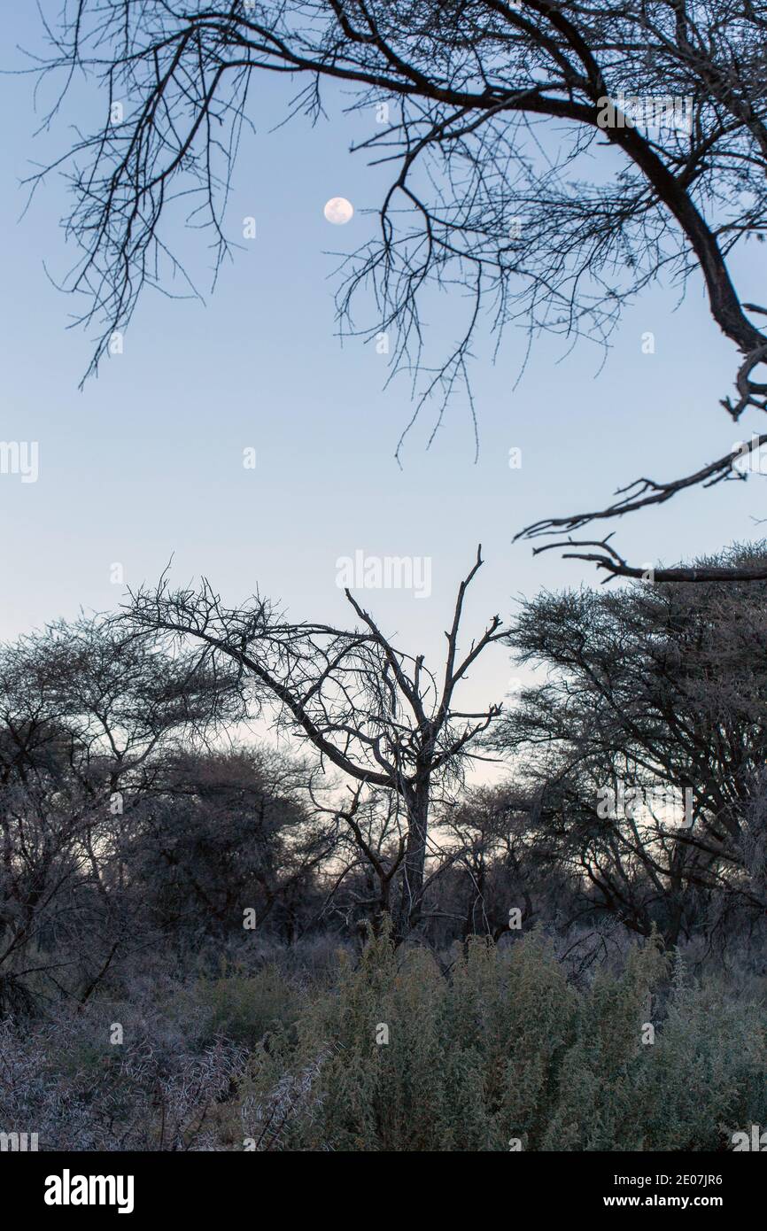 Tree dead moon silhouette hi-res stock photography and images - Alamy
