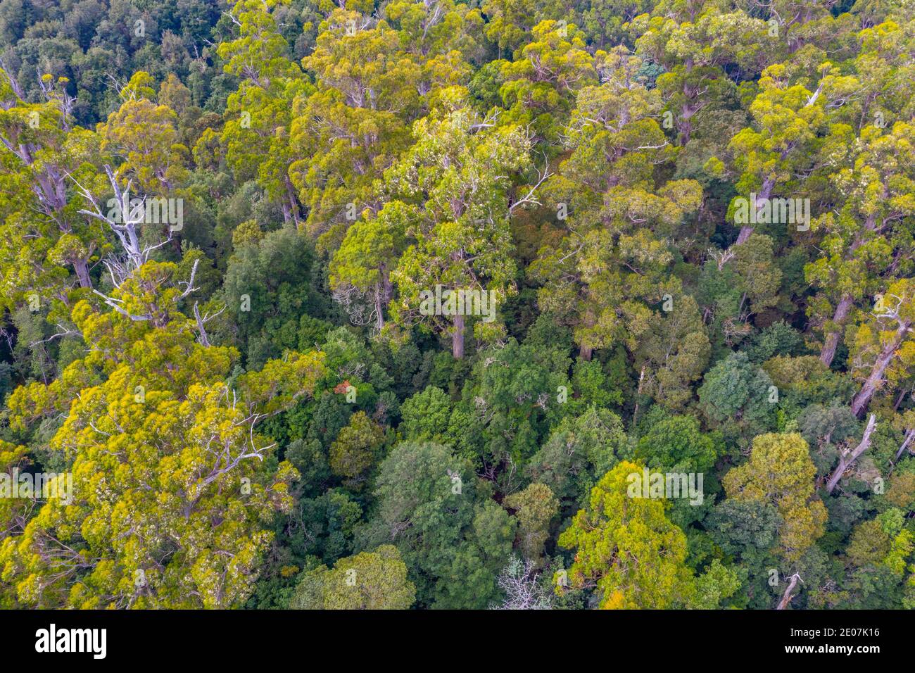Aerial view of Tarkine forest in tasmania, Australia Stock Photo - Alamy