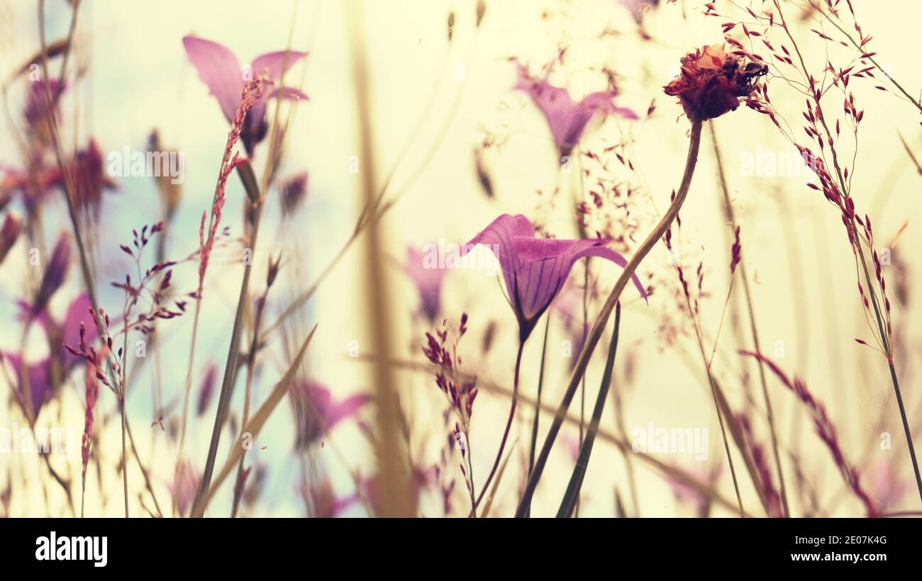 A very nice flower photo hi-res stock photography and images - Alamy