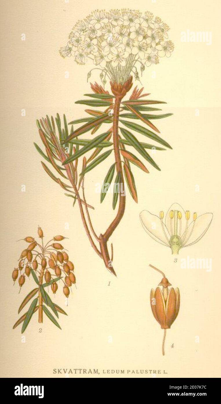 Ledum palustre nf Stock Photo - Alamy