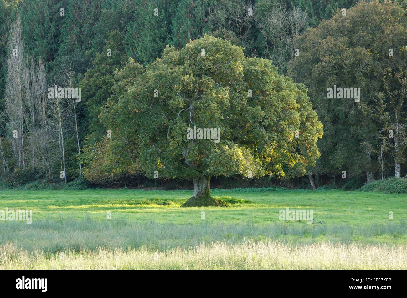 An English Oak (Quercus robur), the most common British tree species ...