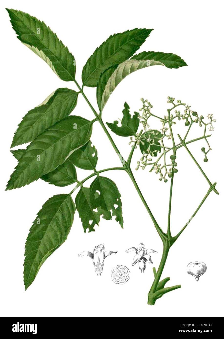 Leea Cut Out Stock Images & Pictures - Alamy