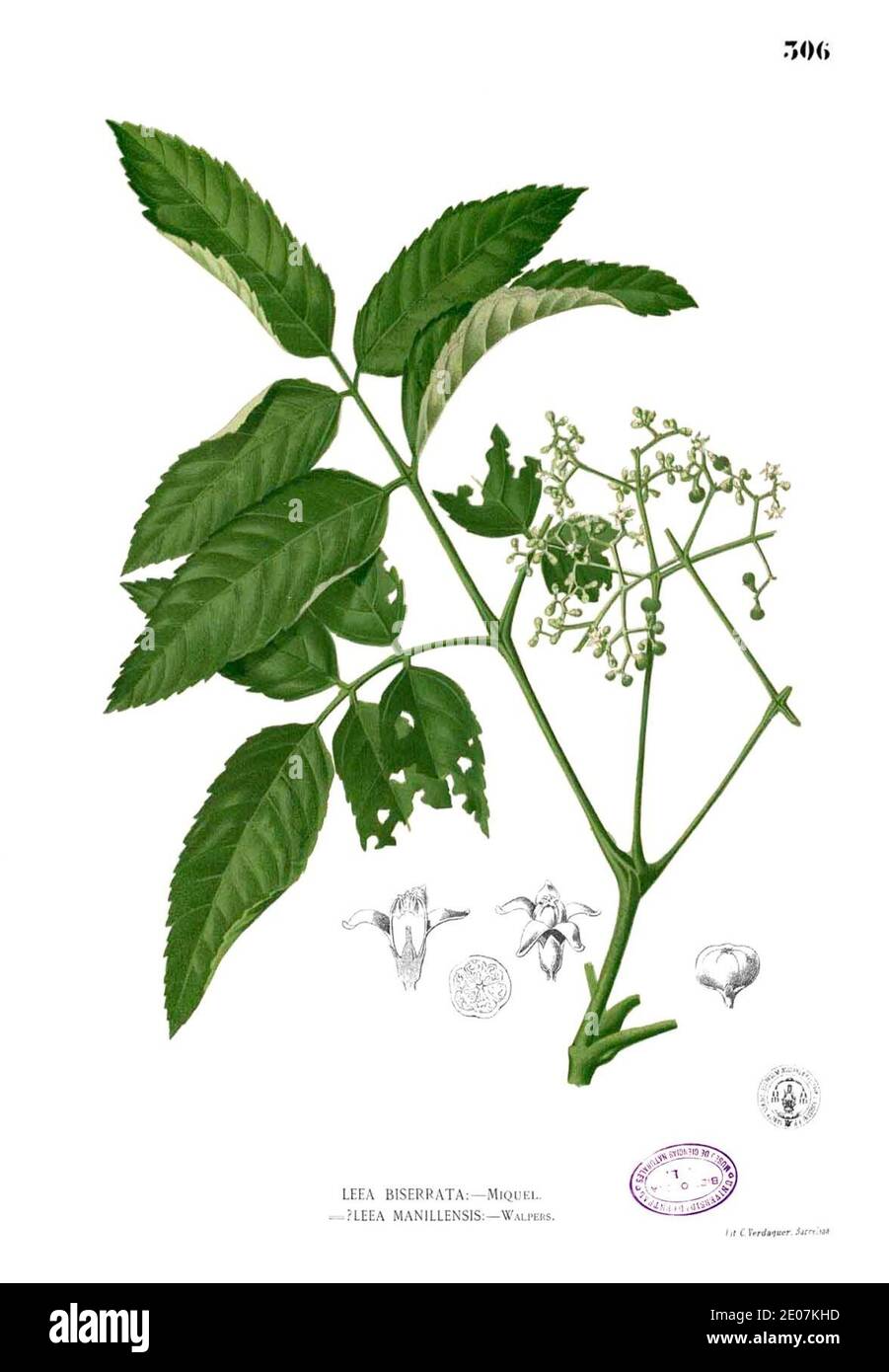 Leea hi-res stock photography and images - Alamy