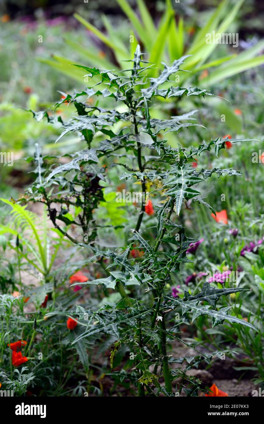 acanthus eminens,leaves,foliage,holly-like leaves,spiny,spines,thorny ...