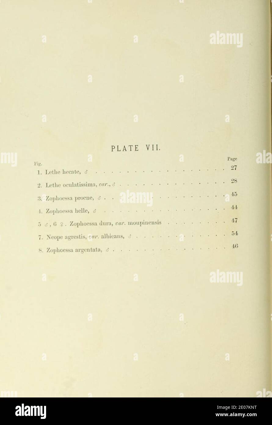 Leech China Plate VII Text Stock Photo - Alamy