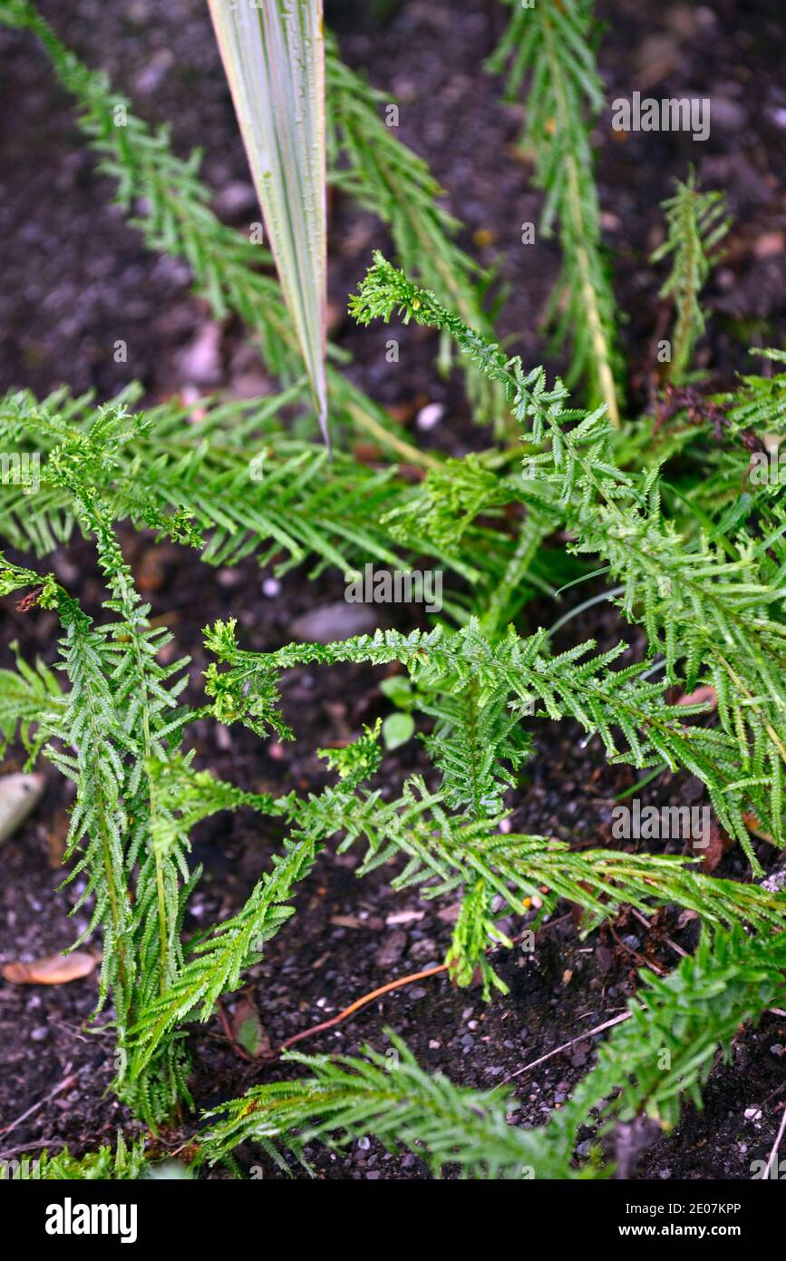 Athyrium filix femina dres dagger hi-res stock photography and images ...