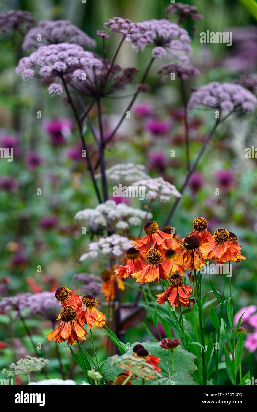 Helenium sahins early flowerer hi-res stock photography and images - Alamy
