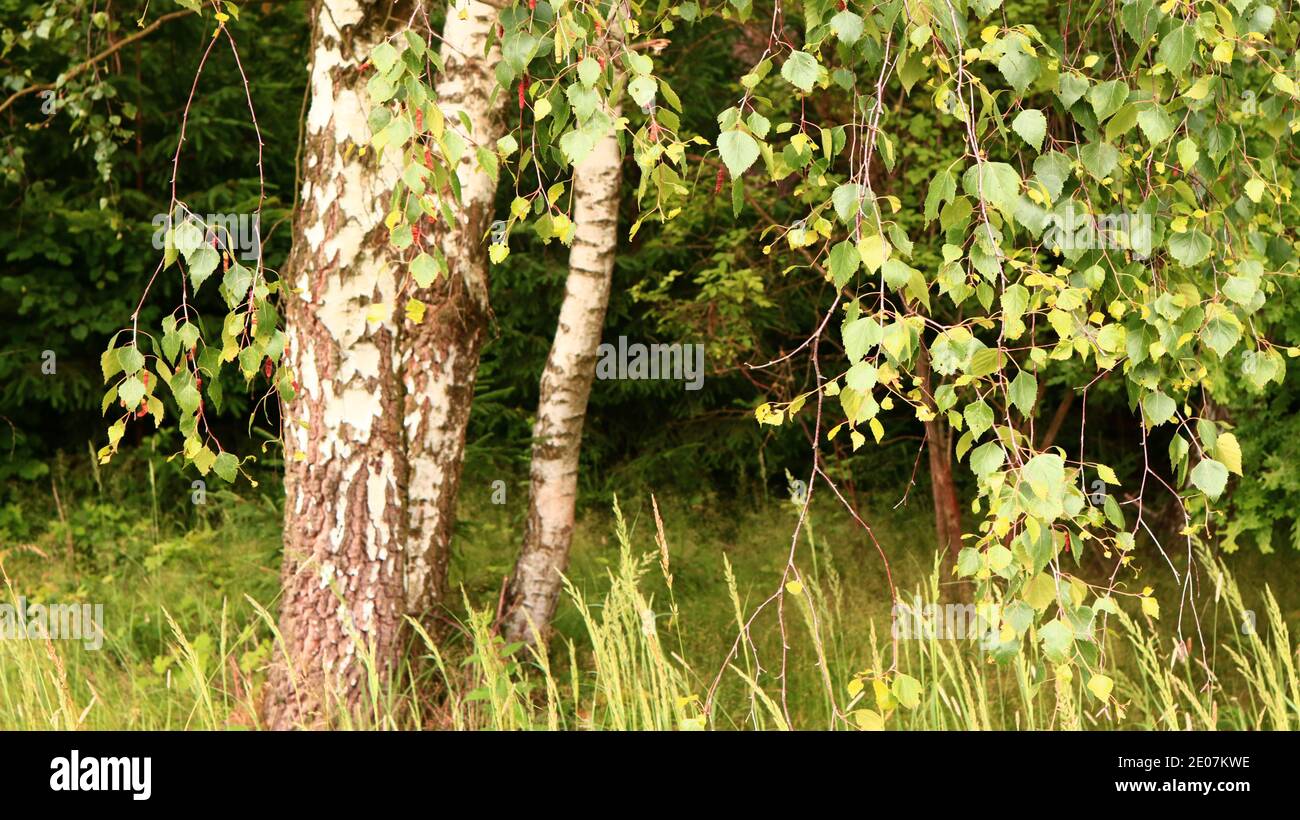 Green leaves on birch tree, summer season Stock Photo - Alamy