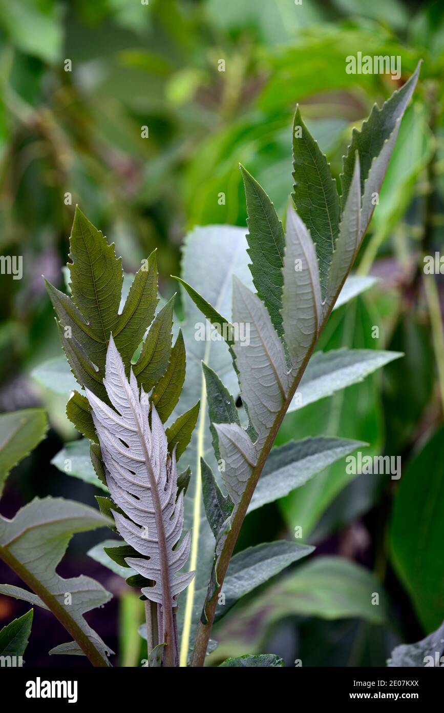 Bocconia frutescens,plume poppy,tree poppy,tree celandine,parrotweed ...