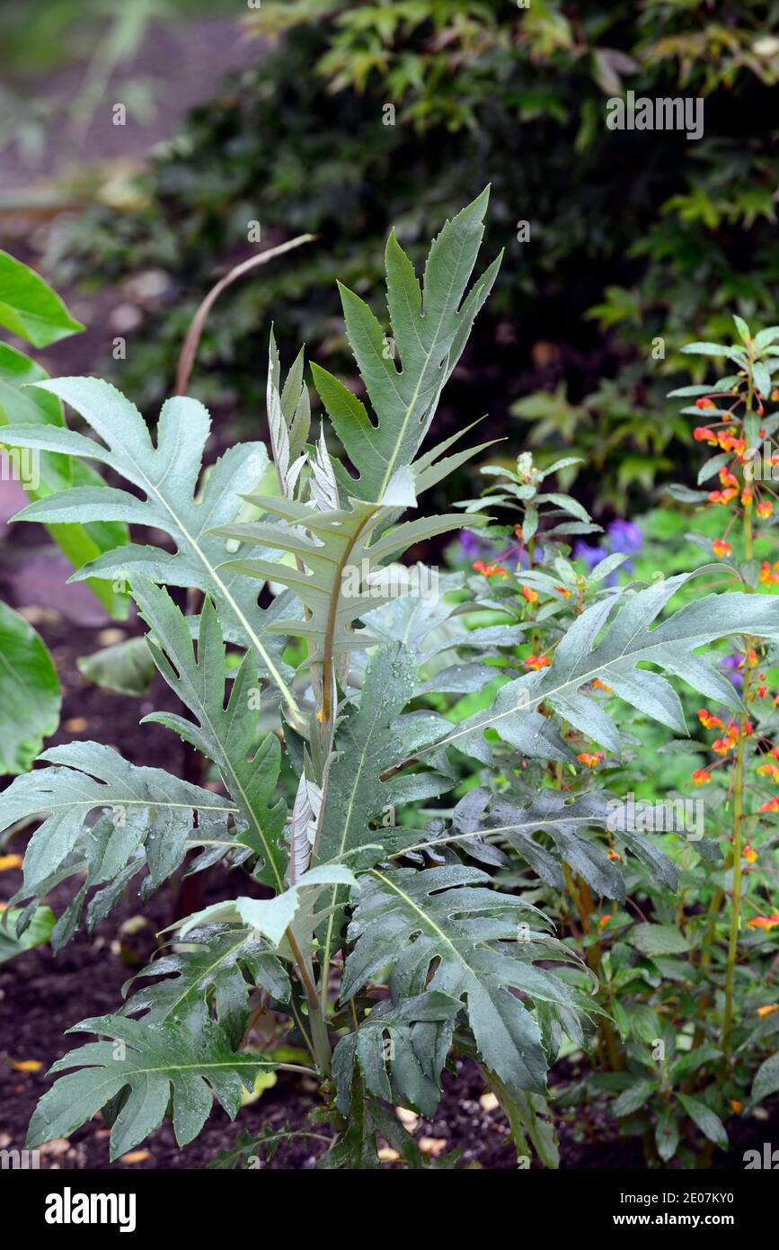 Bocconia frutescens,plume poppy,tree poppy,tree celandine,parrotweed ...