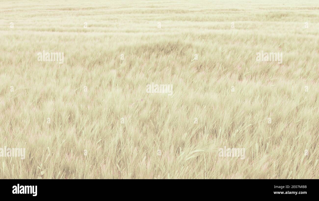 Grainy grass hi-res stock photography and images - Alamy