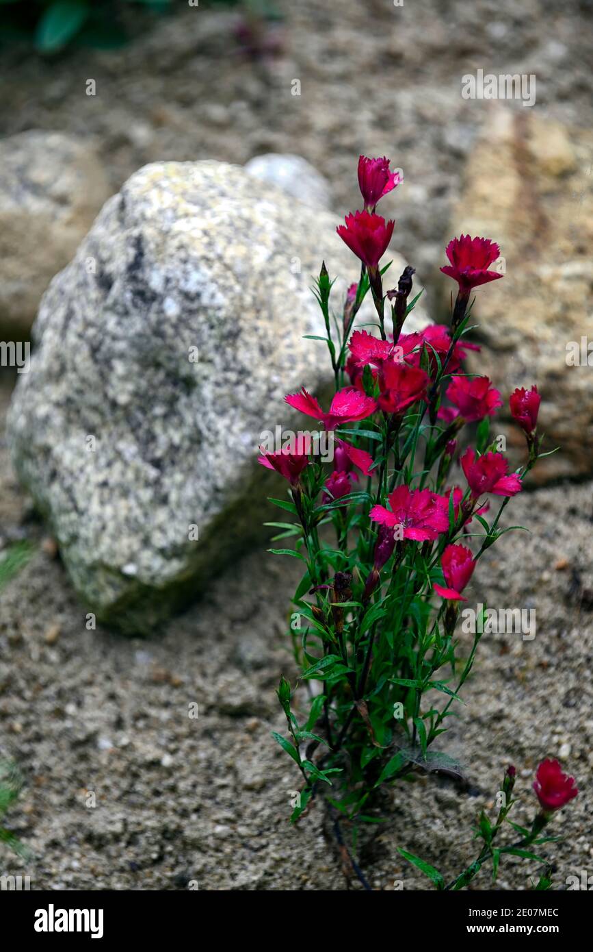 Carmine flower hi-res stock photography and images - Alamy